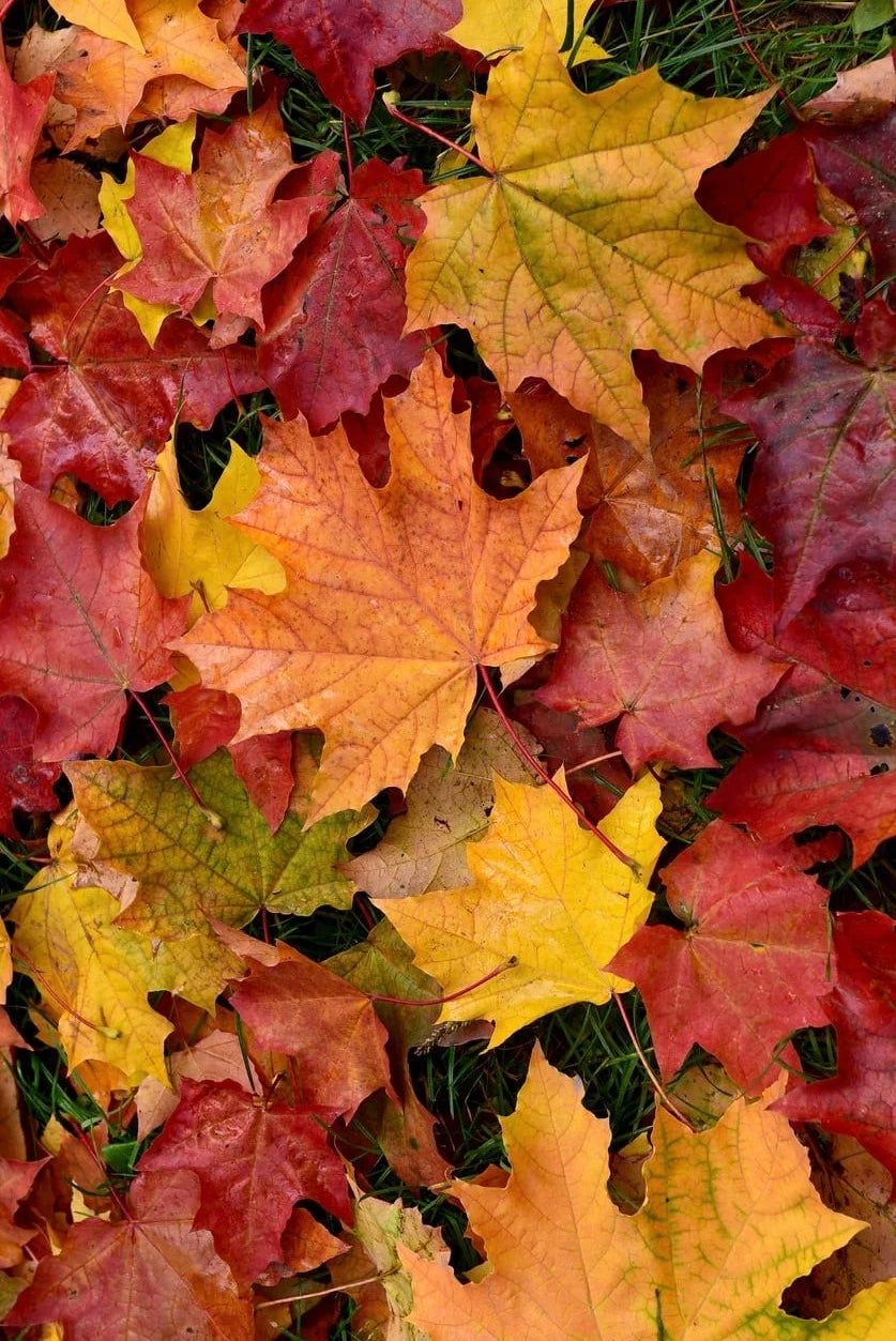 Products – Page 3 – Robin's Promise Yarn Co.