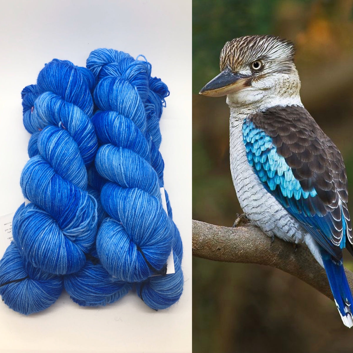 Kookaburra Feather – Robin's Promise Yarn Co.